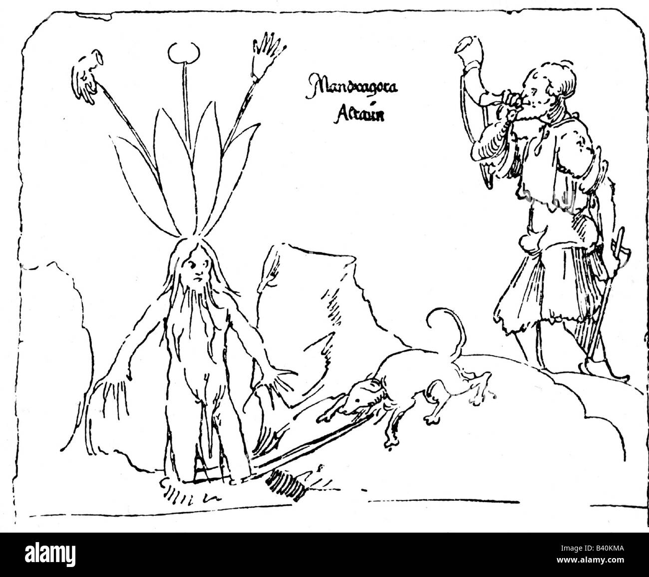 Mandrake root hi-res stock photography and images - Alamy