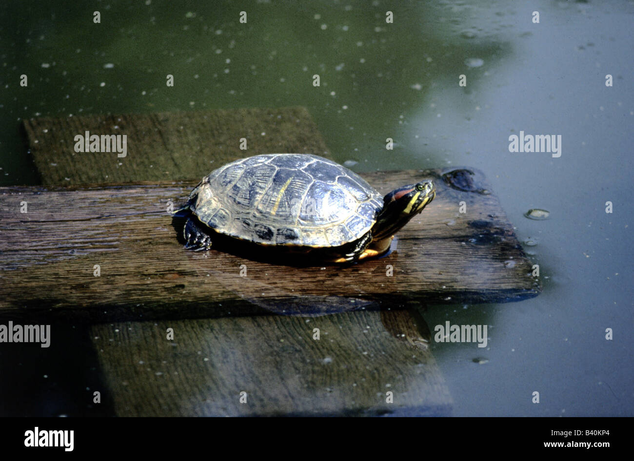 zoology / animals, reptiles, turtles, Red-eared slider, (Trachemys ...