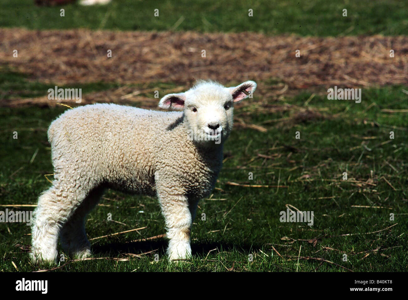 zoology / animals, mammal / mammalian, sheep, (Ovis), cubs, white lamb ...