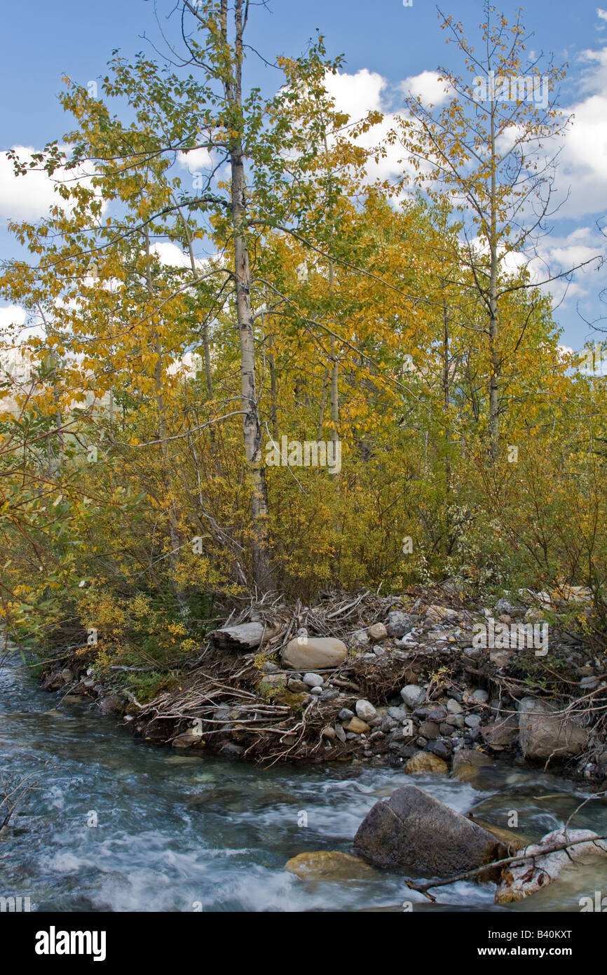 Autum leaves in Kananskis Country Alberta Canada Stock Photo - Alamy