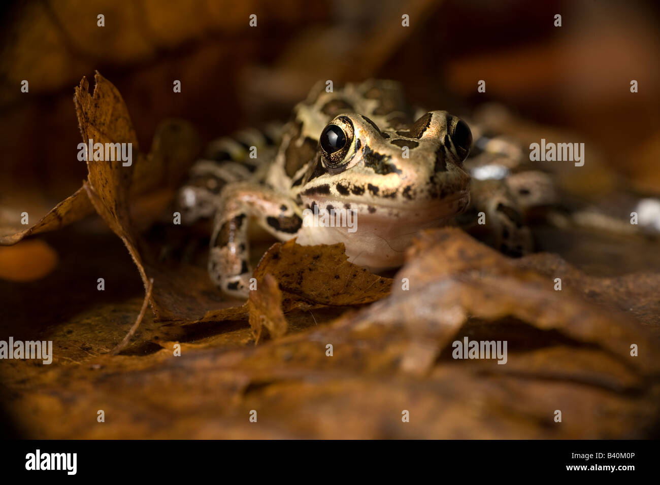 Frog camouflage amphibian hi-res stock photography and images - Alamy