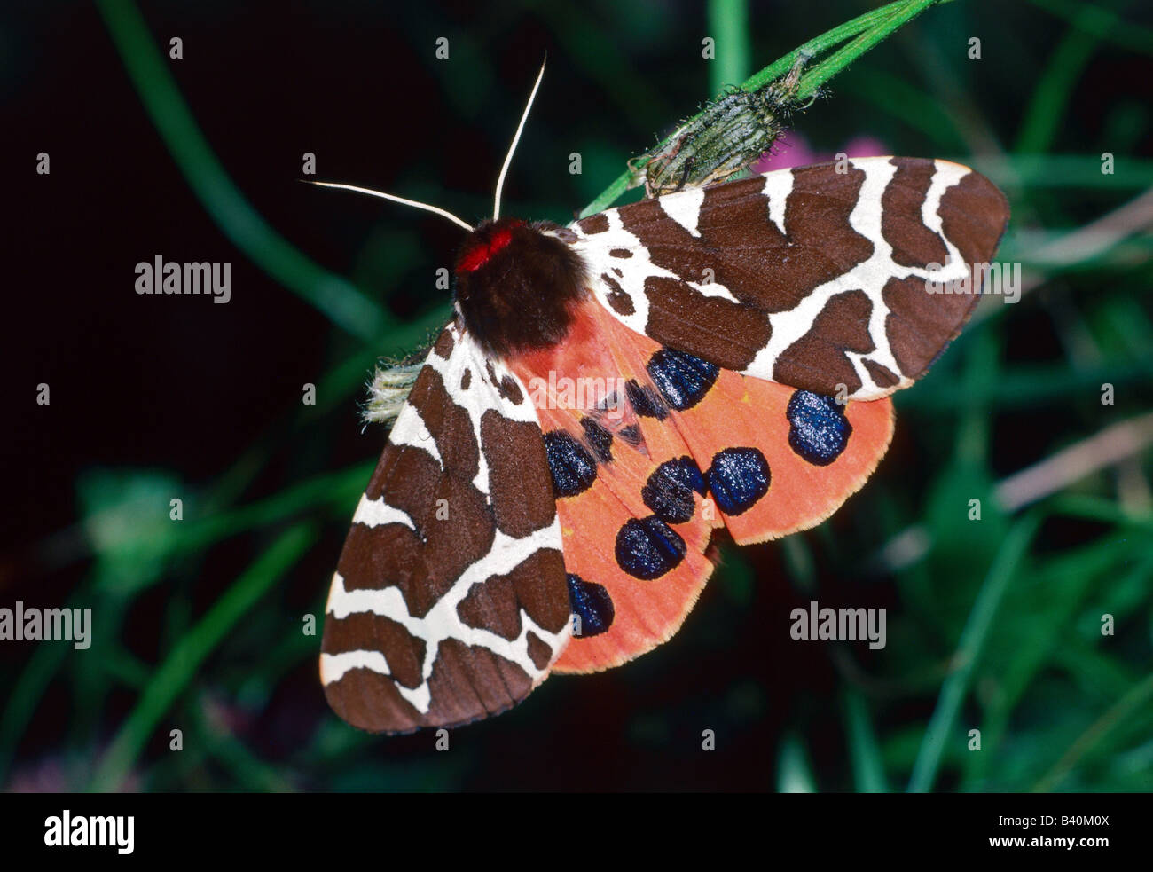 Tiger Moth Animal Tiger Moth Insect Facts A Z Animals
