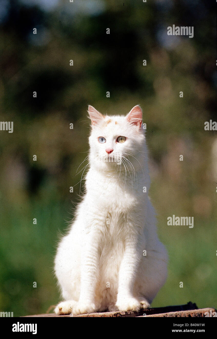 zoology / animals, mammal / mammalian, cats, (Felidae), Turkish Van cat ...