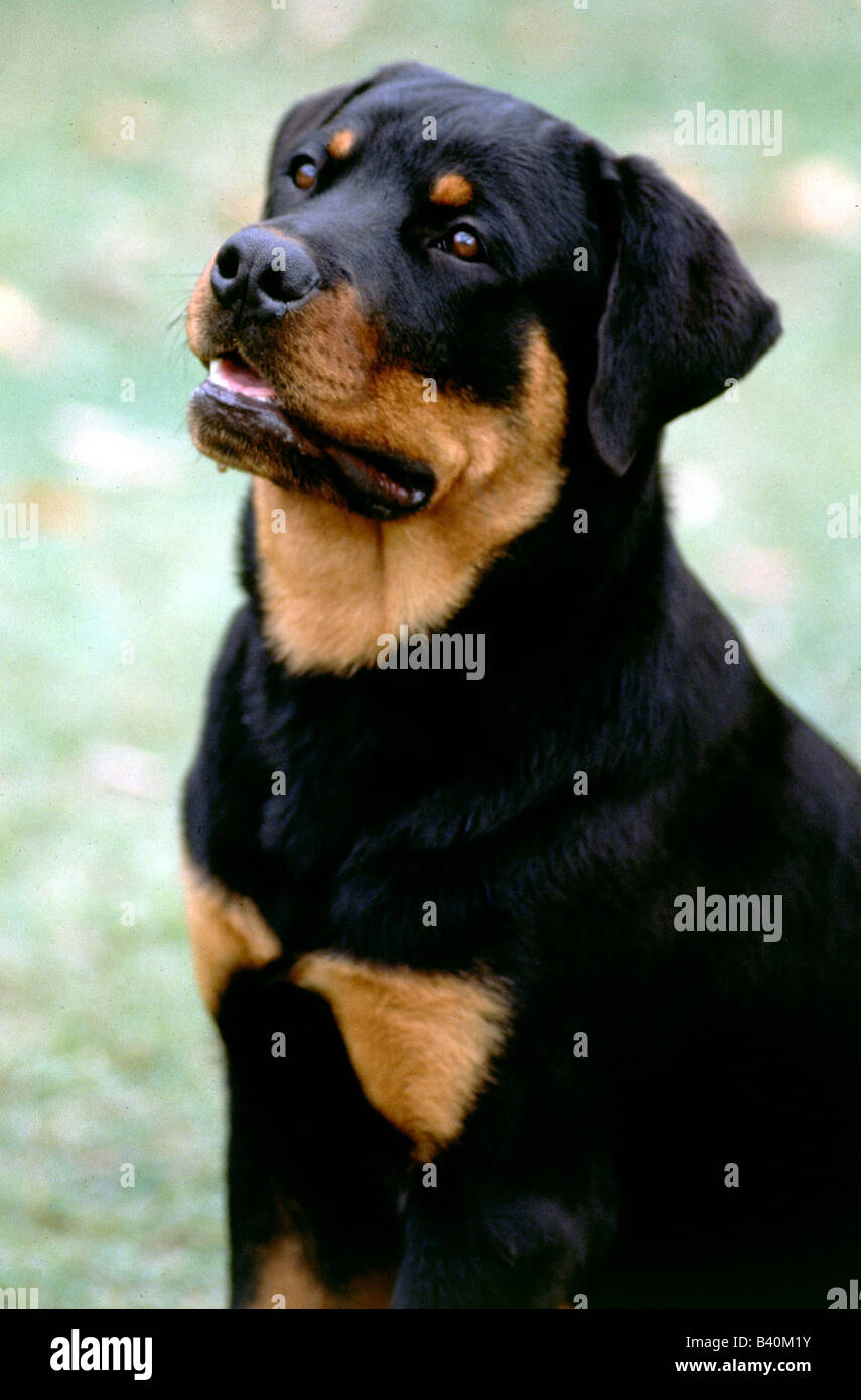 zoology / animals, mammal / mammalian, dogs, (Canis lupus familiaris ...