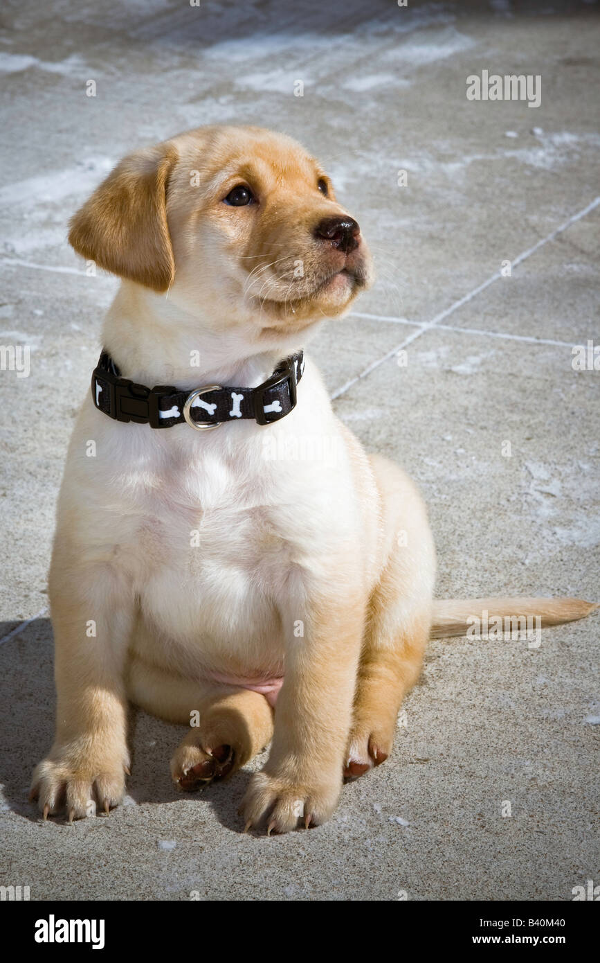 Labrador Puppy Photo