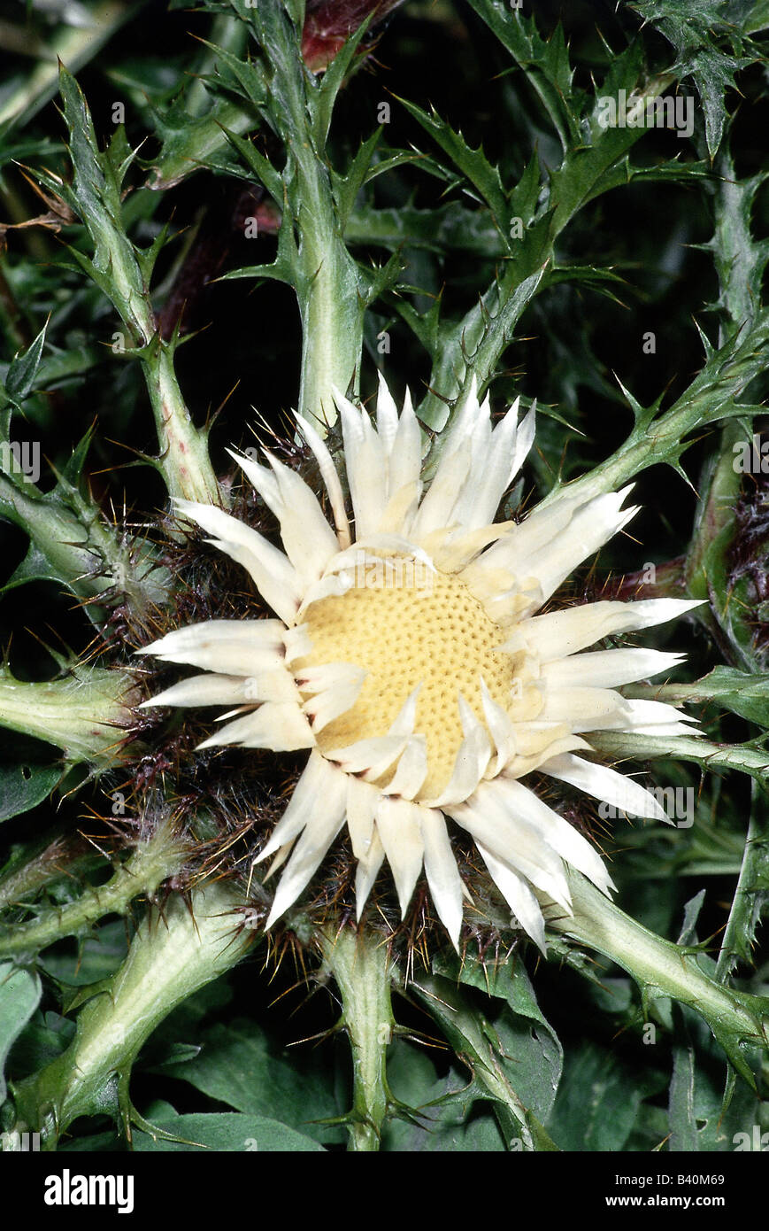 botany, carline thistle, Stemless Carline Thistle, blossom, blooming ...