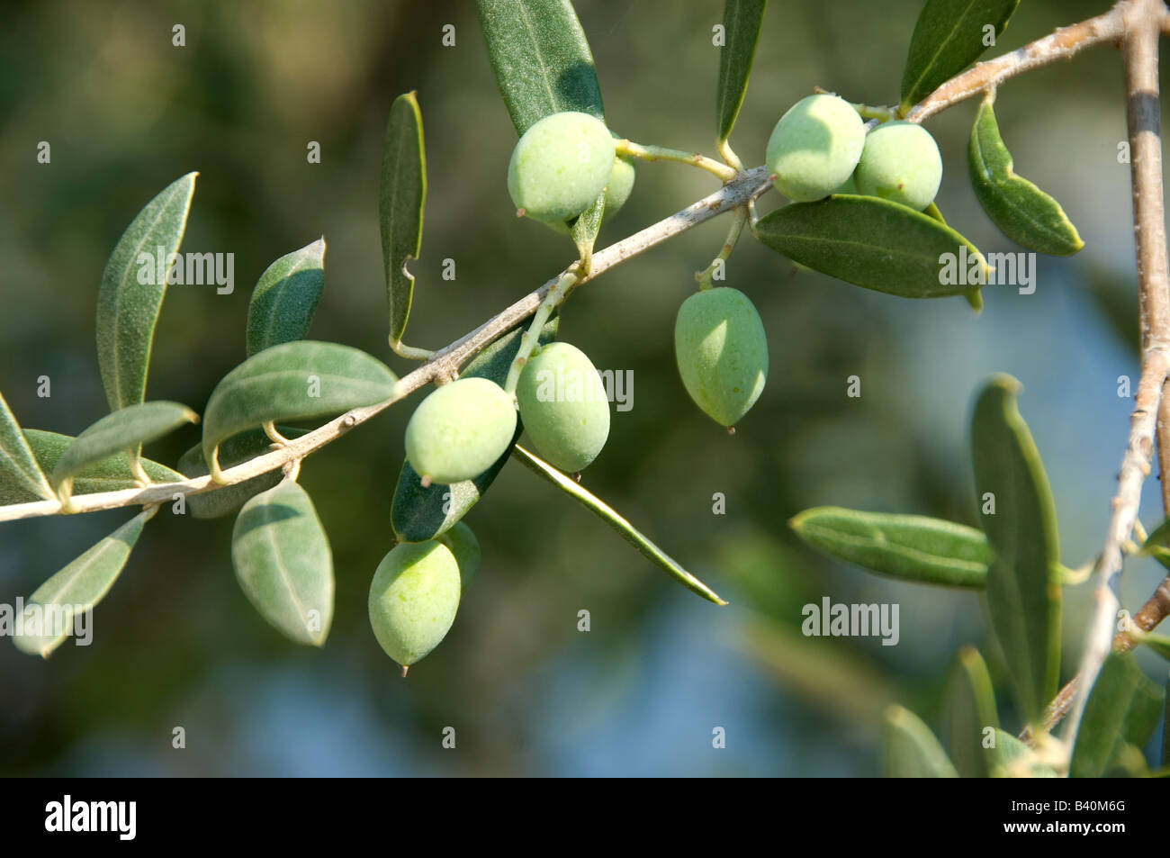 Olives growing on an olive tree Stock Photo - Alamy