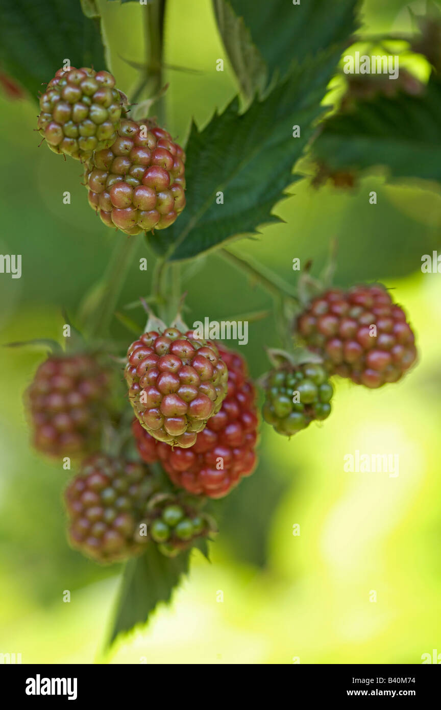 Cluster of young blackberries Stock Photo - Alamy