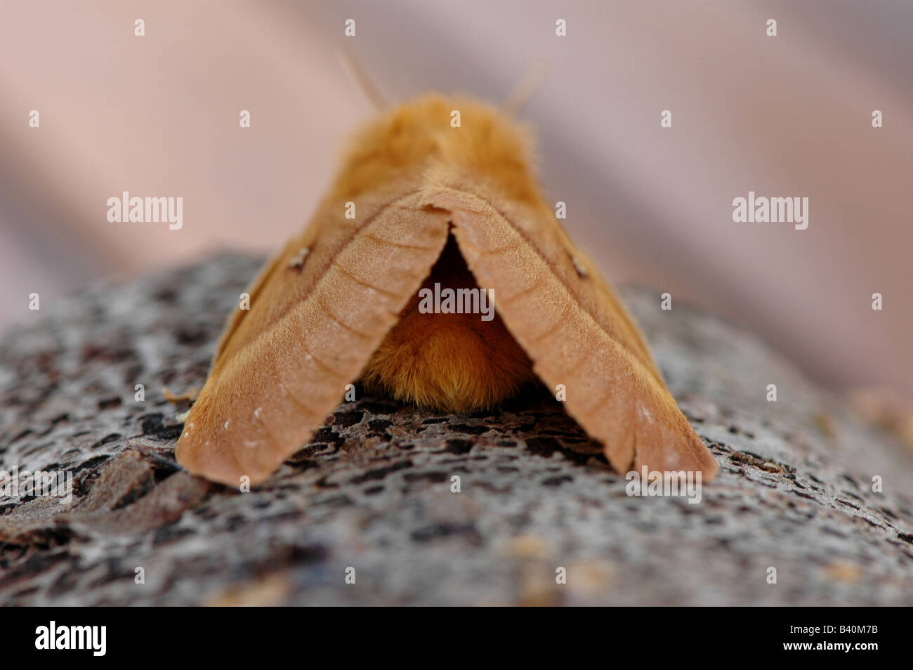 The rear of a female Oak Eggar moth Stock Photo - Alamy