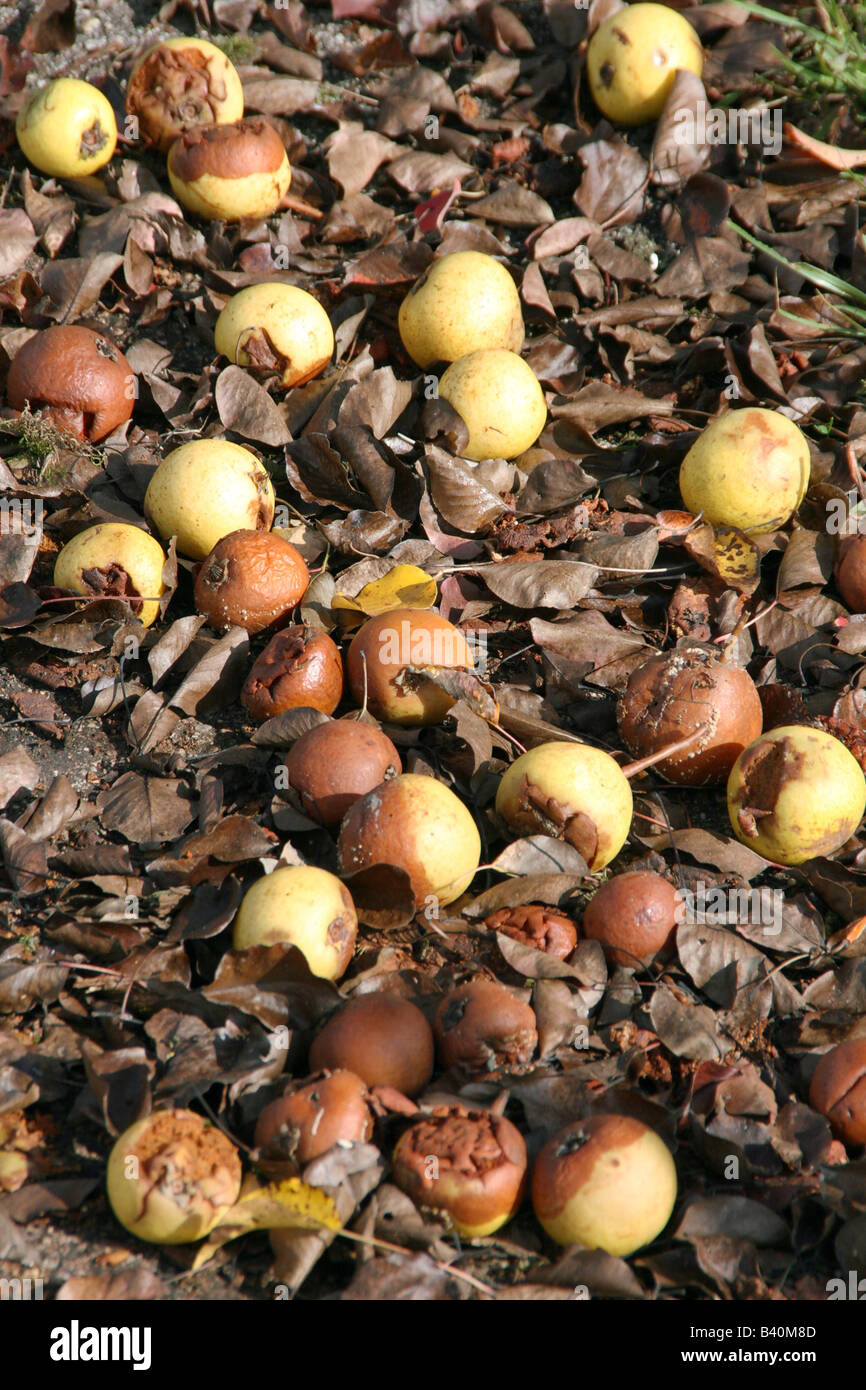 rotten windfallen fruit Stock Photo - Alamy