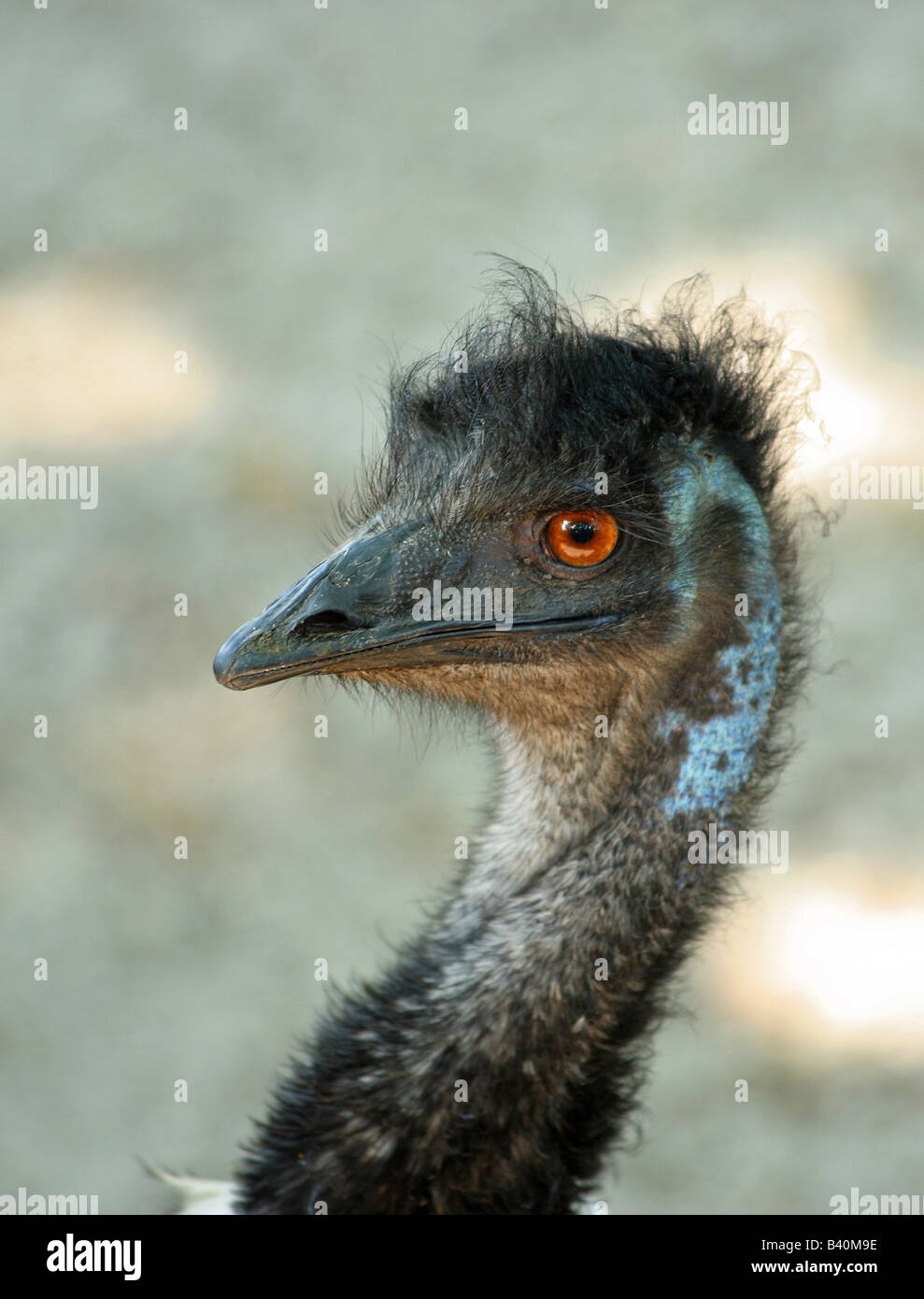 Zoo curious inquisitive animal flightless animal animals hi-res stock ...