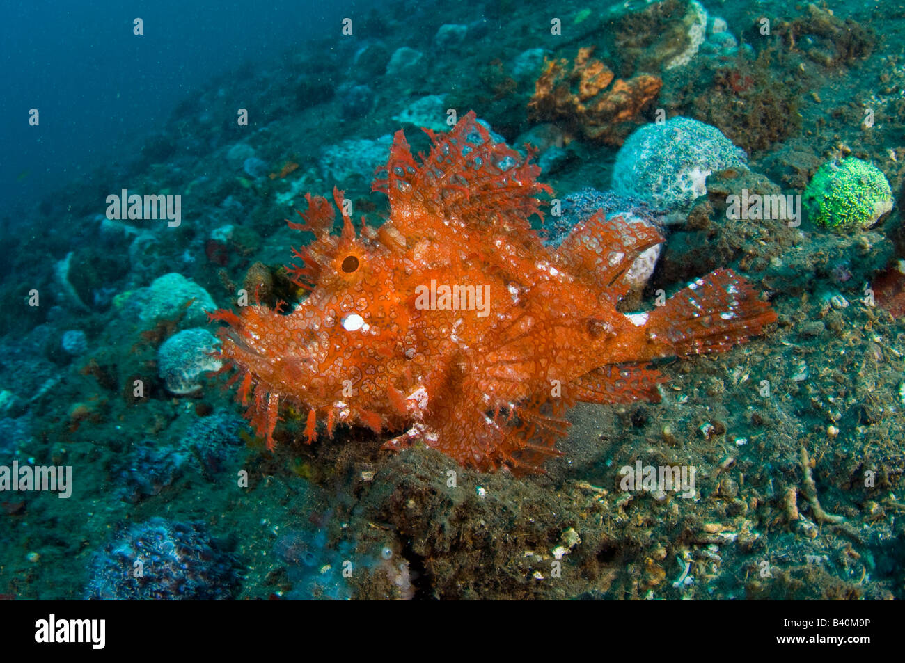 Weedy Scorpionfish Rhinopias frondosa photographed in Lembeh Strait ...