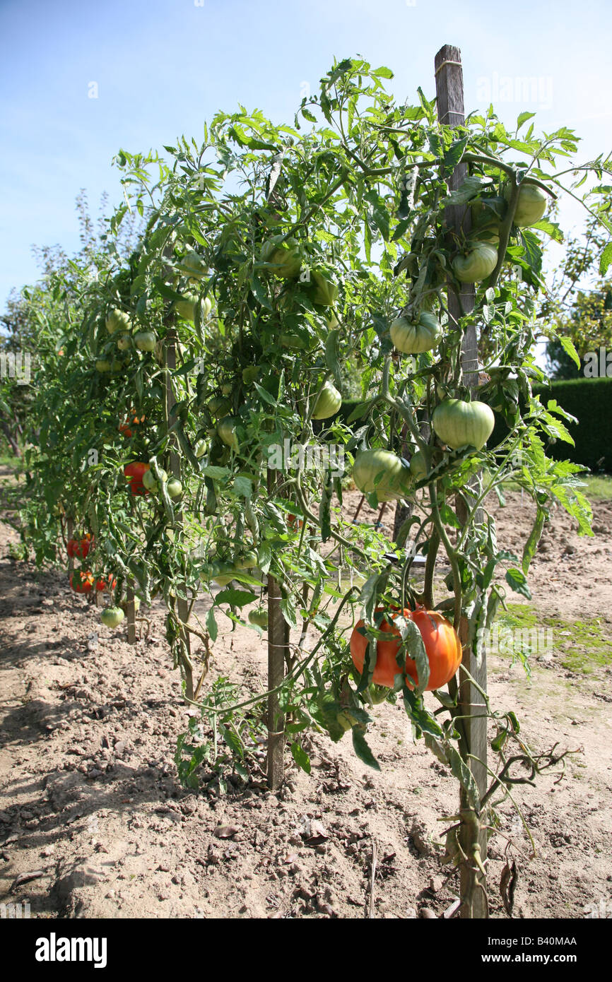 A row of tomato plants Stock Photo - Alamy