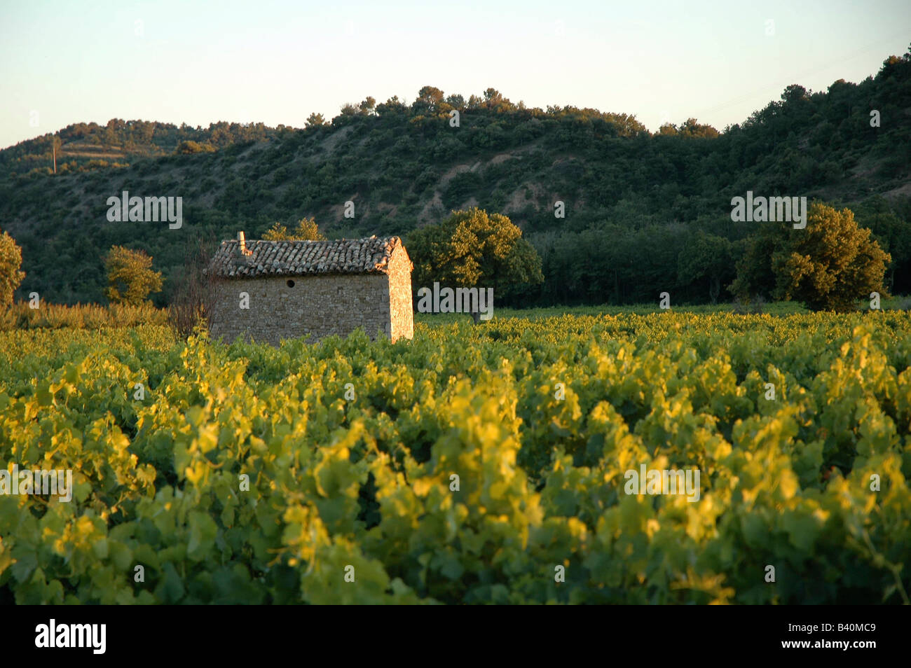 Grape area hi-res stock photography and images - Alamy