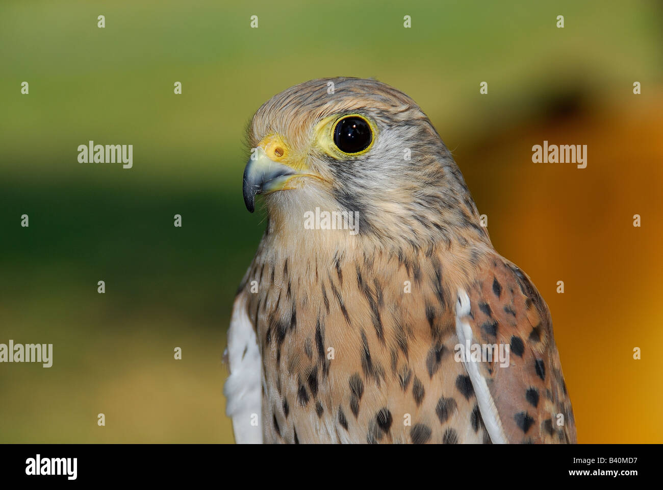 A kestrel,the kestrel is a hawk Stock Photo - Alamy