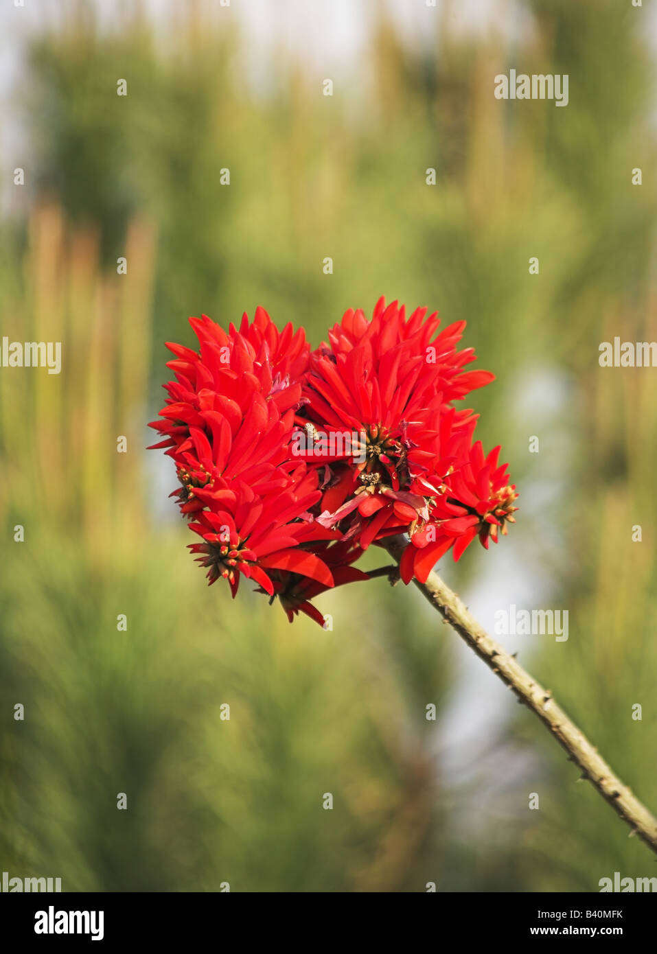 Dim flower hi-res stock photography and images - Alamy