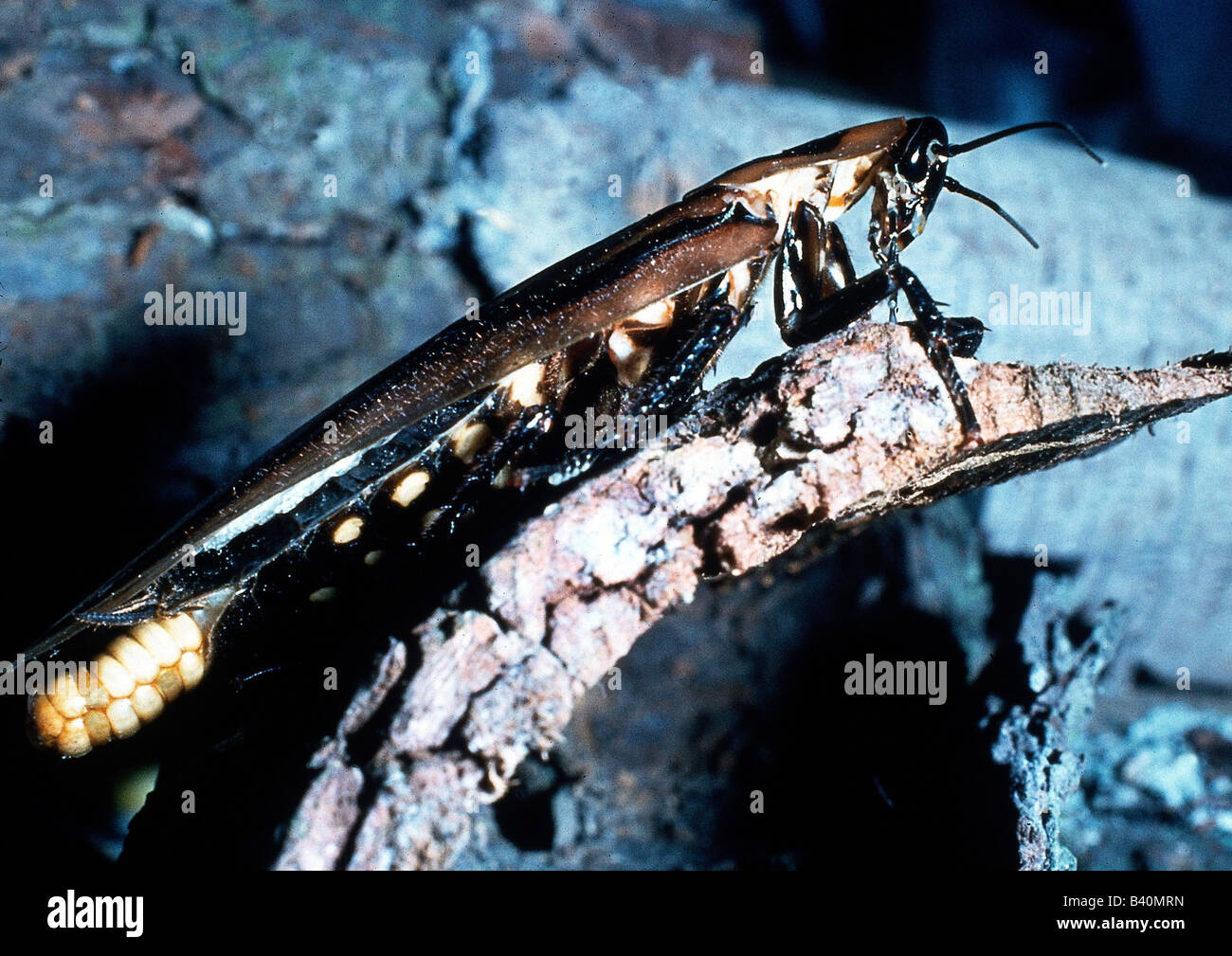 zoology / animals, insects, cockroach, American cockroach, (Periplaneta ...