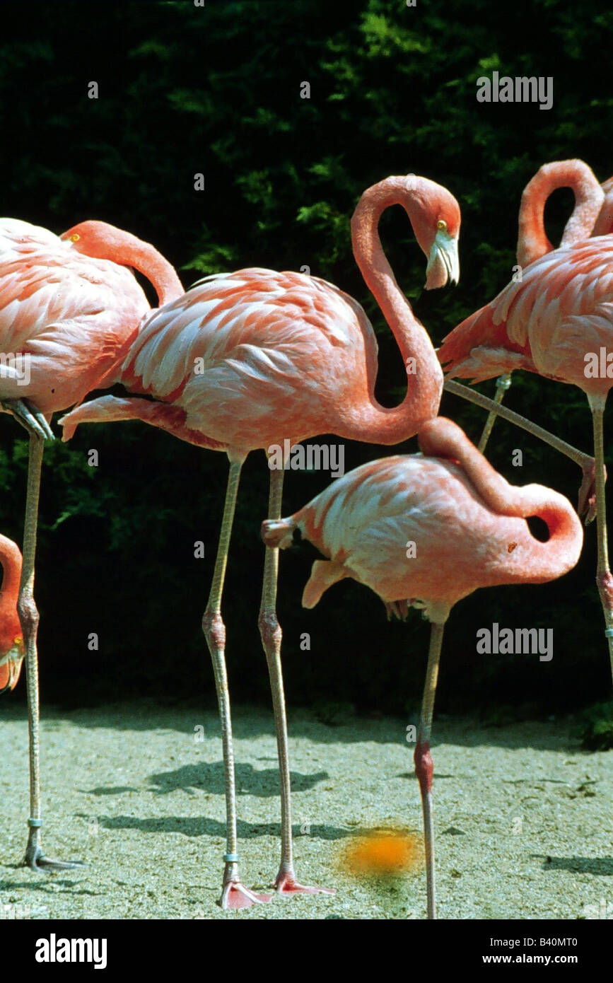 zoology / animals, avian, bird, birds, Greater Flamingo (Phoenicopterus ...
