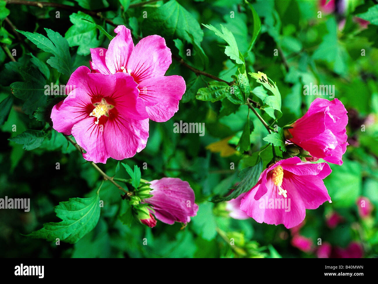 botany, hibiscus, rose mallow, (Hibiscus syriacus), blossoms and buds ...