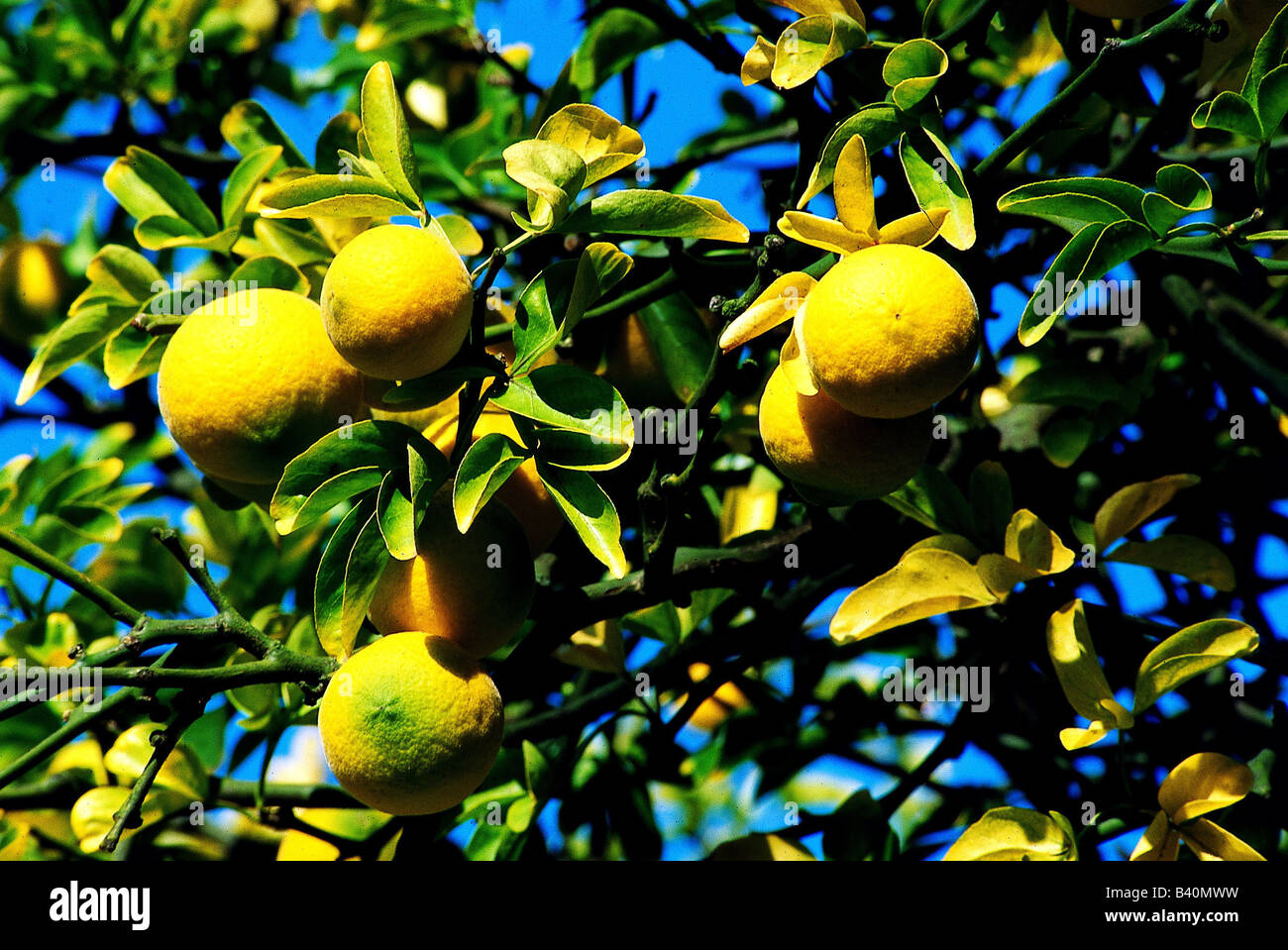 botany, bitter orange, (Citrus aurantium), oranges at tree, at branches ...