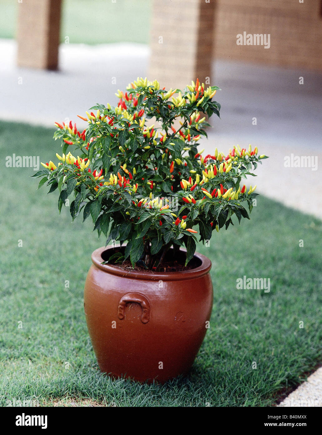 Botany solanaceae cayenne hi-res stock photography and images - Alamy