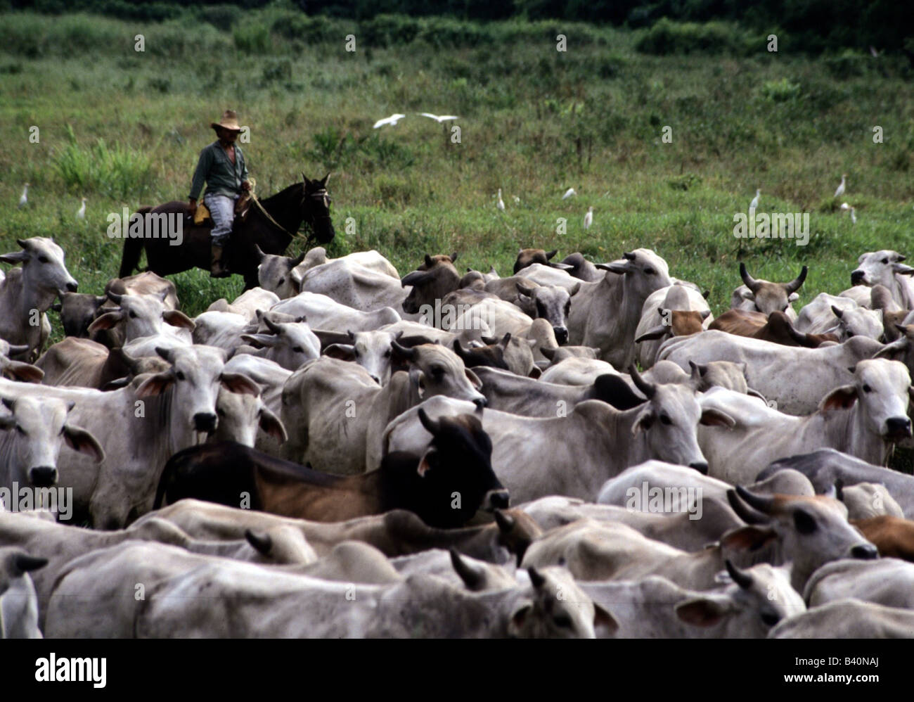 Livestock farming venezuela hi-res stock photography and images - Alamy