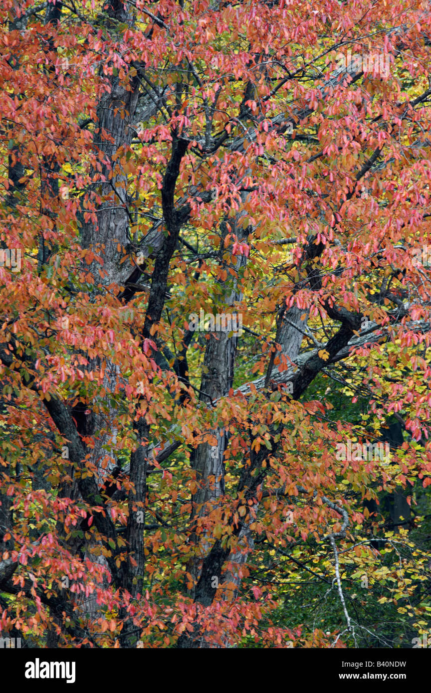 Autumn Leaves Surrounding Tree Trunk and Branches in Berheim Arboretum ...