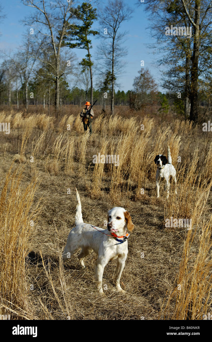 English bird dog on point hi-res stock photography and images - Alamy