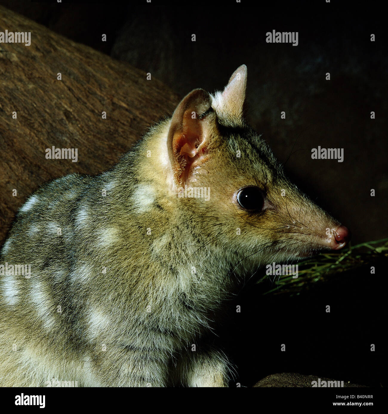 Dasyurus viverrinus hi-res stock photography and images - Alamy