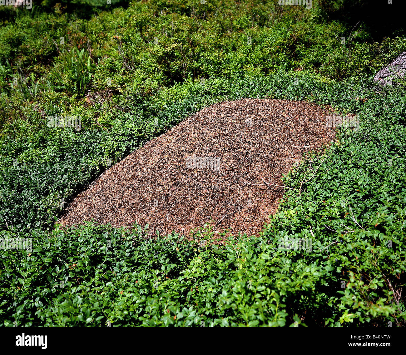 zoology / animals, insects, ants, ant-hill, animal, insect, ant ...