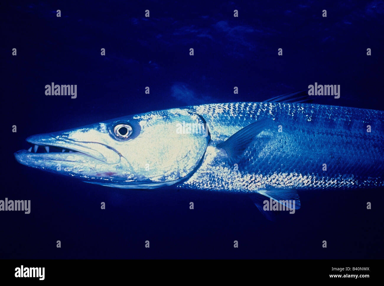 zoology / animals, fish, Barracuda, Great Barracuda, (Sphyraena ...