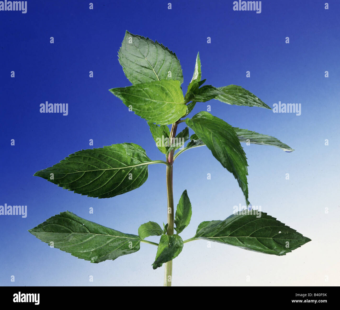 botany, menth, (Mentha), Peppermint, (Mentha piperita), leaves, at ...