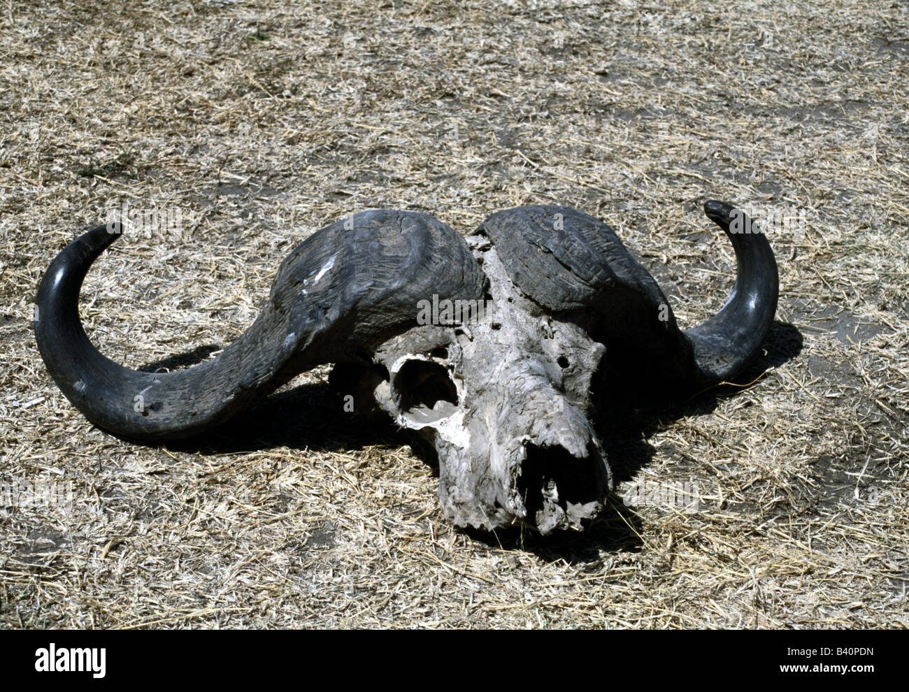 zoology / animals, mammal / mammalian, Bovidae, African Buffalo ...