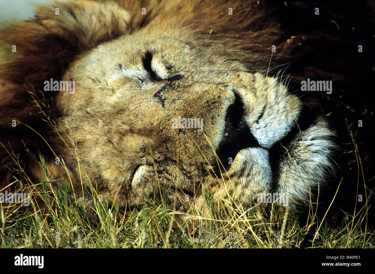 zoology / animals, mammal / mammalian, Felidae, Lion (Panthera leo ...