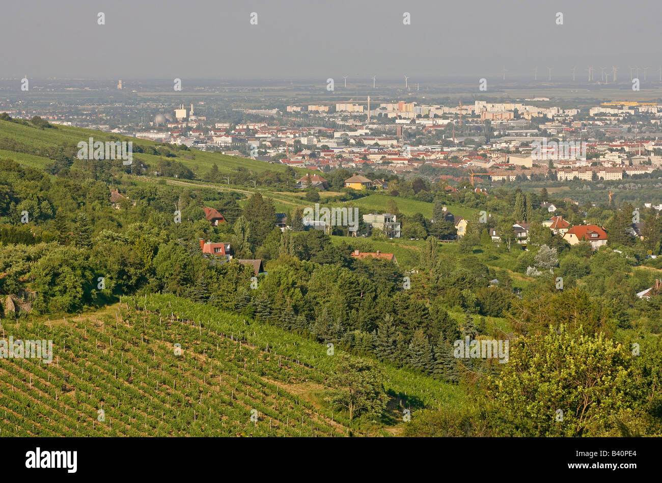 Vineyard in Grinzing overlooking Vienna Austria Stock Photo - Alamy
