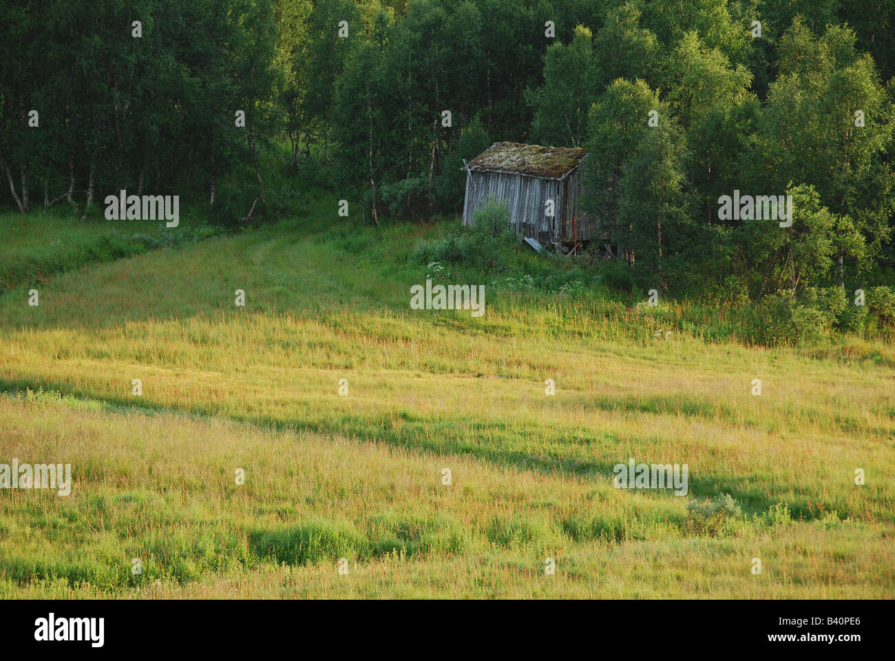 Hay drying hut near Hemavan, Vasterbottenslan, Swedish Lapland, Sweden ...