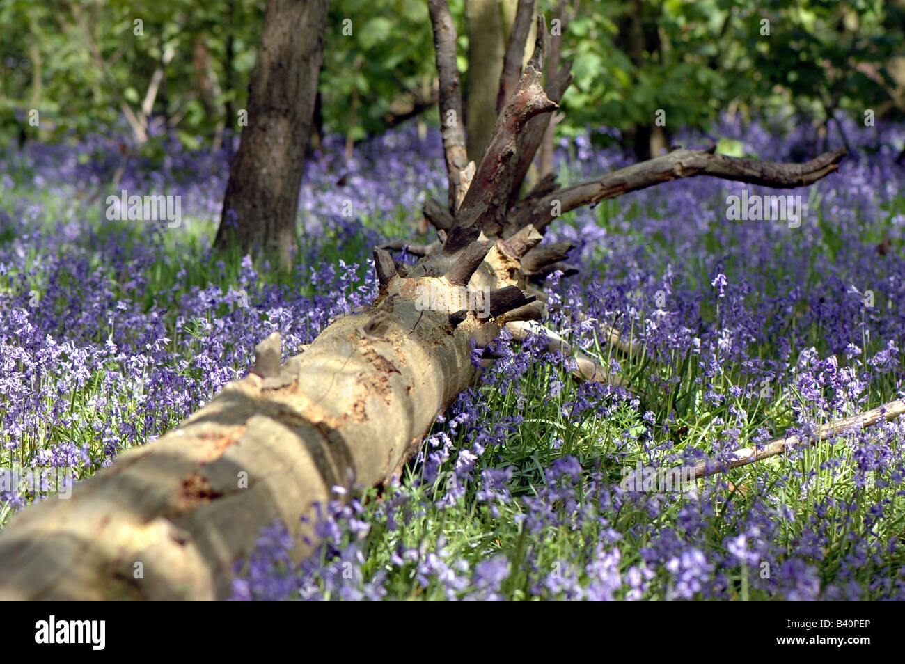 Bell shaped tree hi-res stock photography and images - Alamy