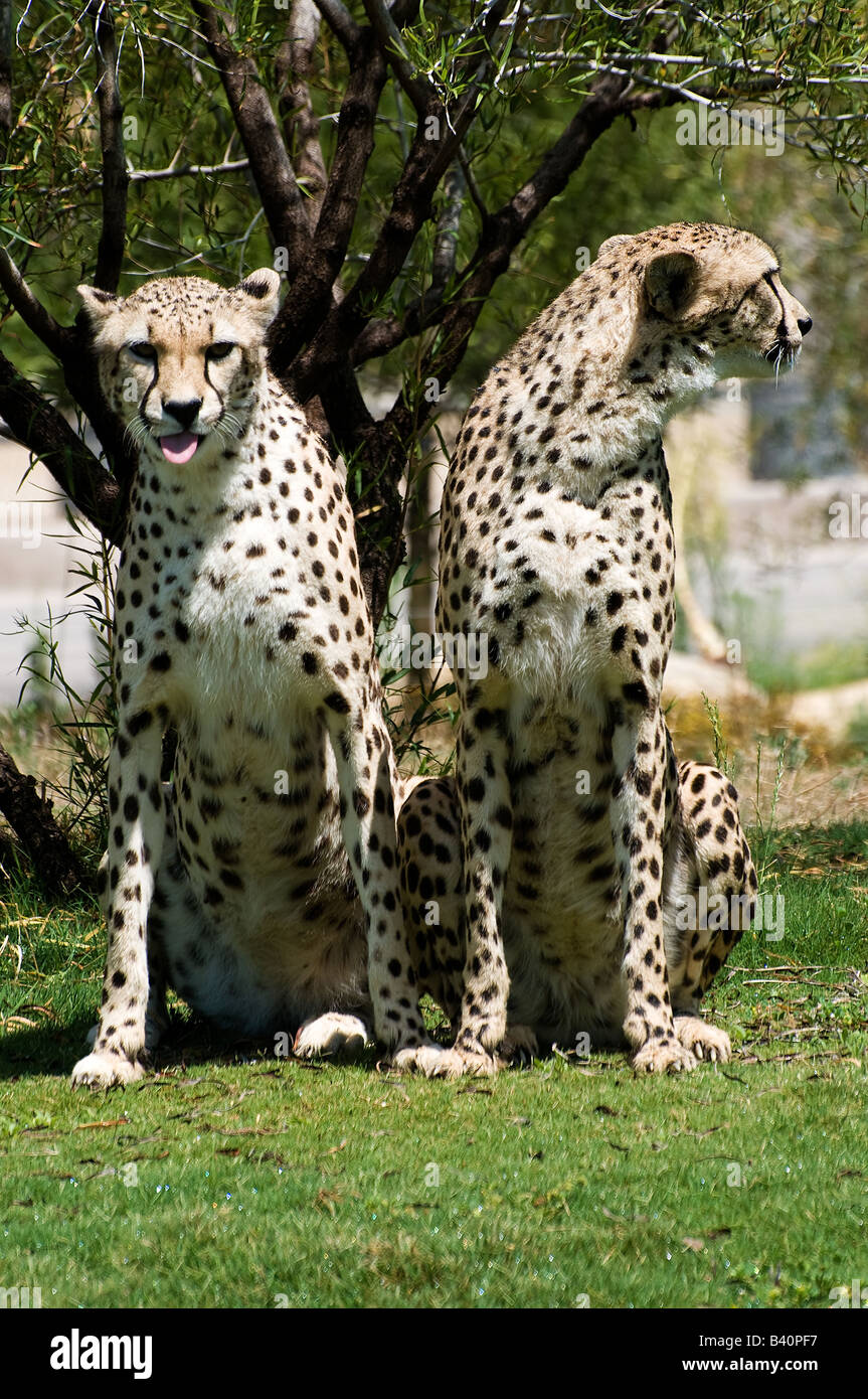 Cheetah twins hi-res stock photography and images - Alamy