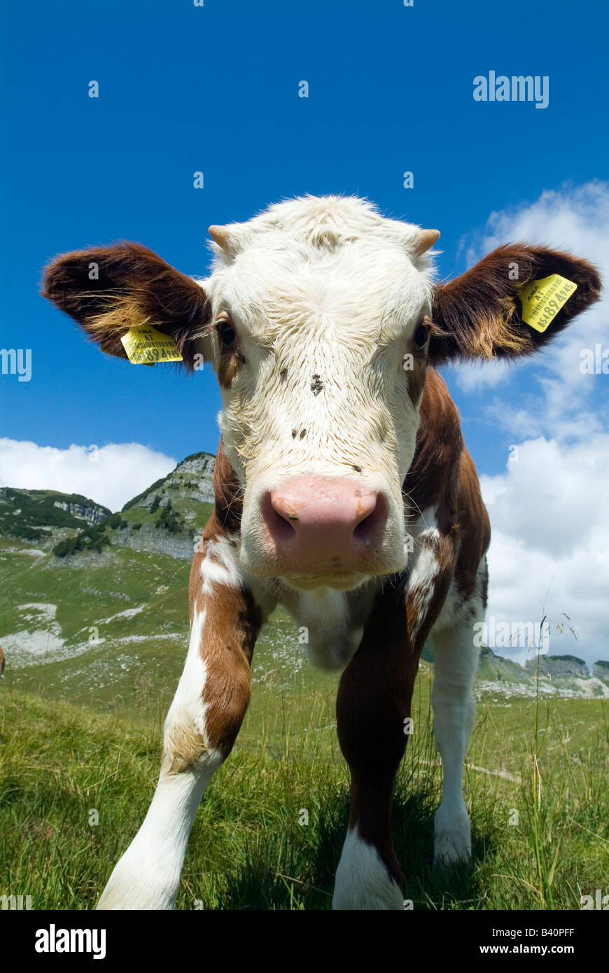 Cow looking in the camera Stock Photo - Alamy