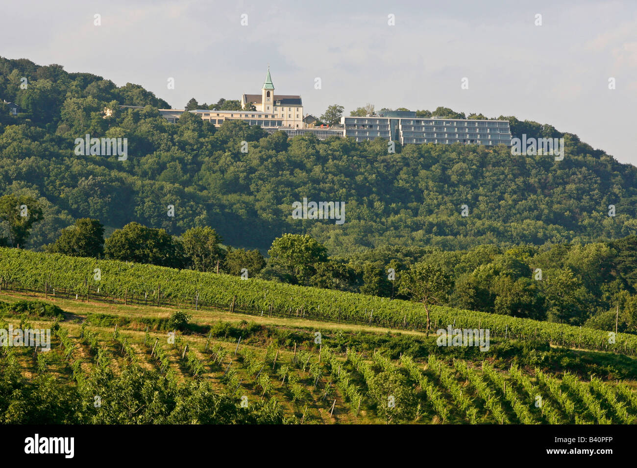 Vineyards on the slopes of the Wienerwald at Grinzing looking towards ...