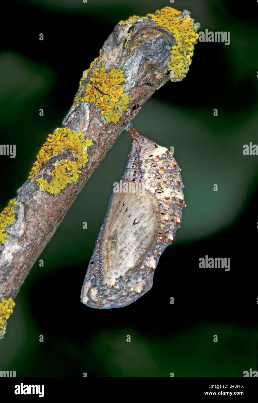 Devil butterfly hi-res stock photography and images - Alamy