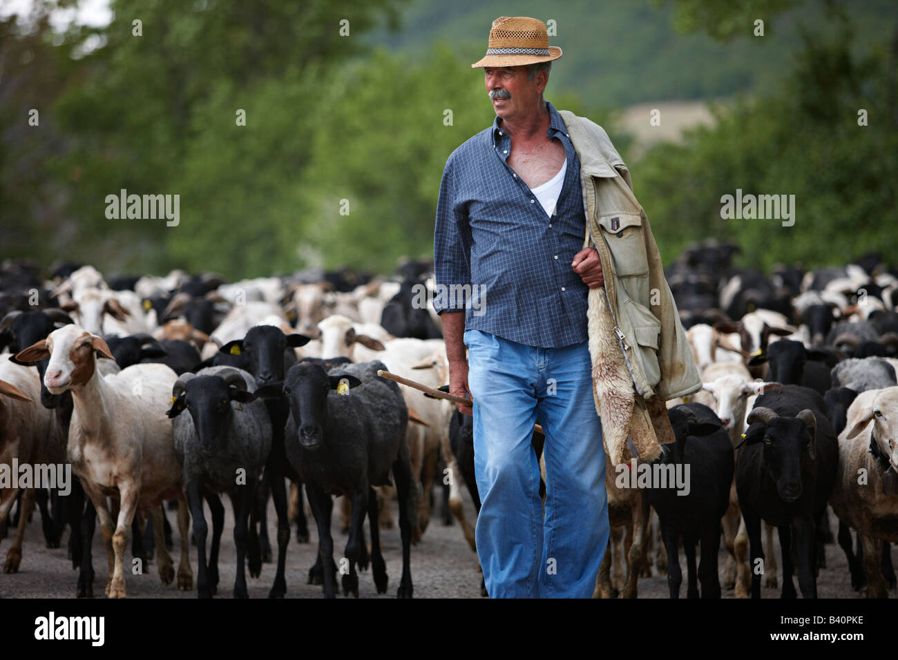 Santino, a Umbrian shepherd, with his flock near Campi, Valnerina ...