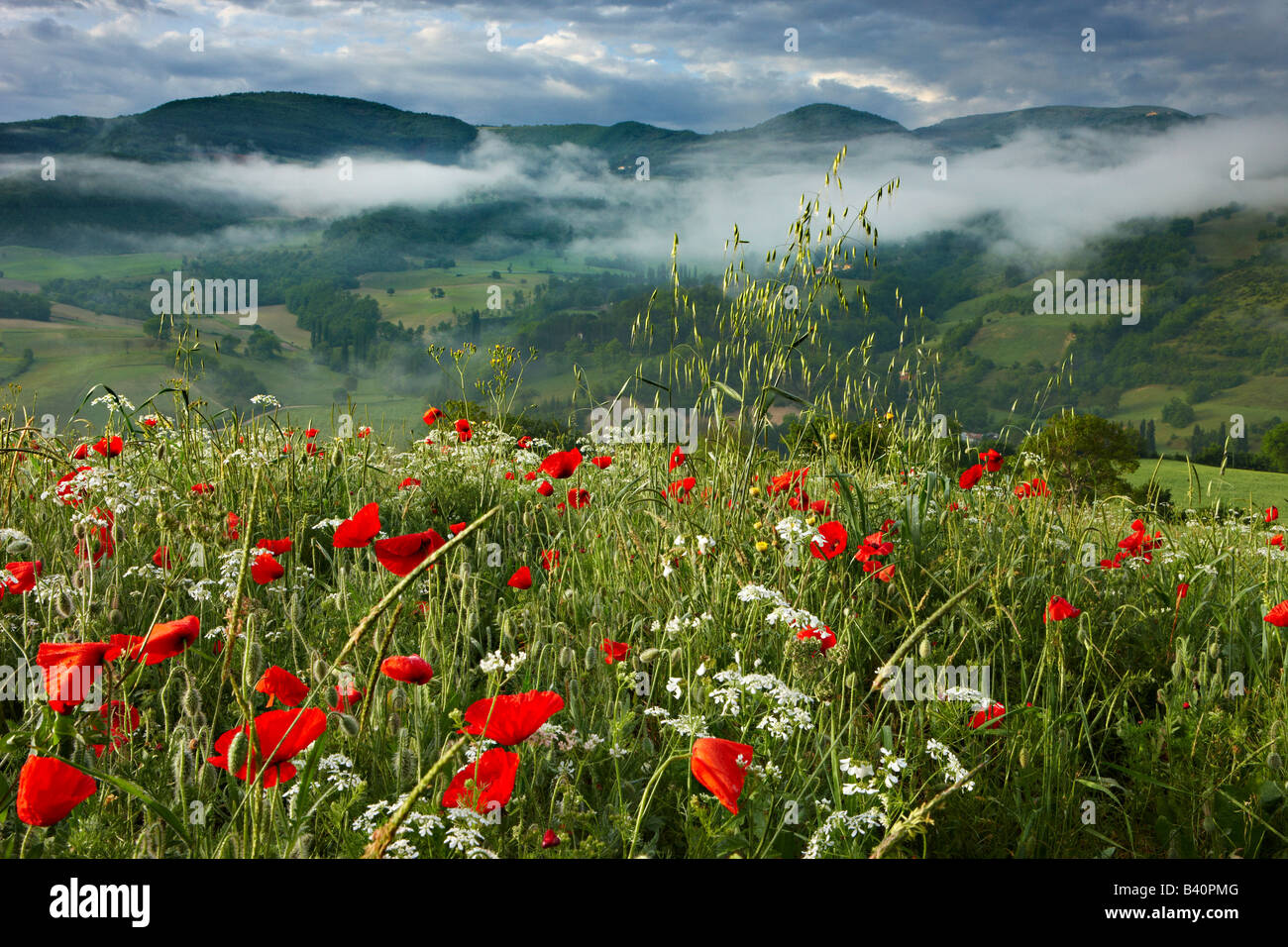 Poppies growing in field near hi-res stock photography and images - Alamy