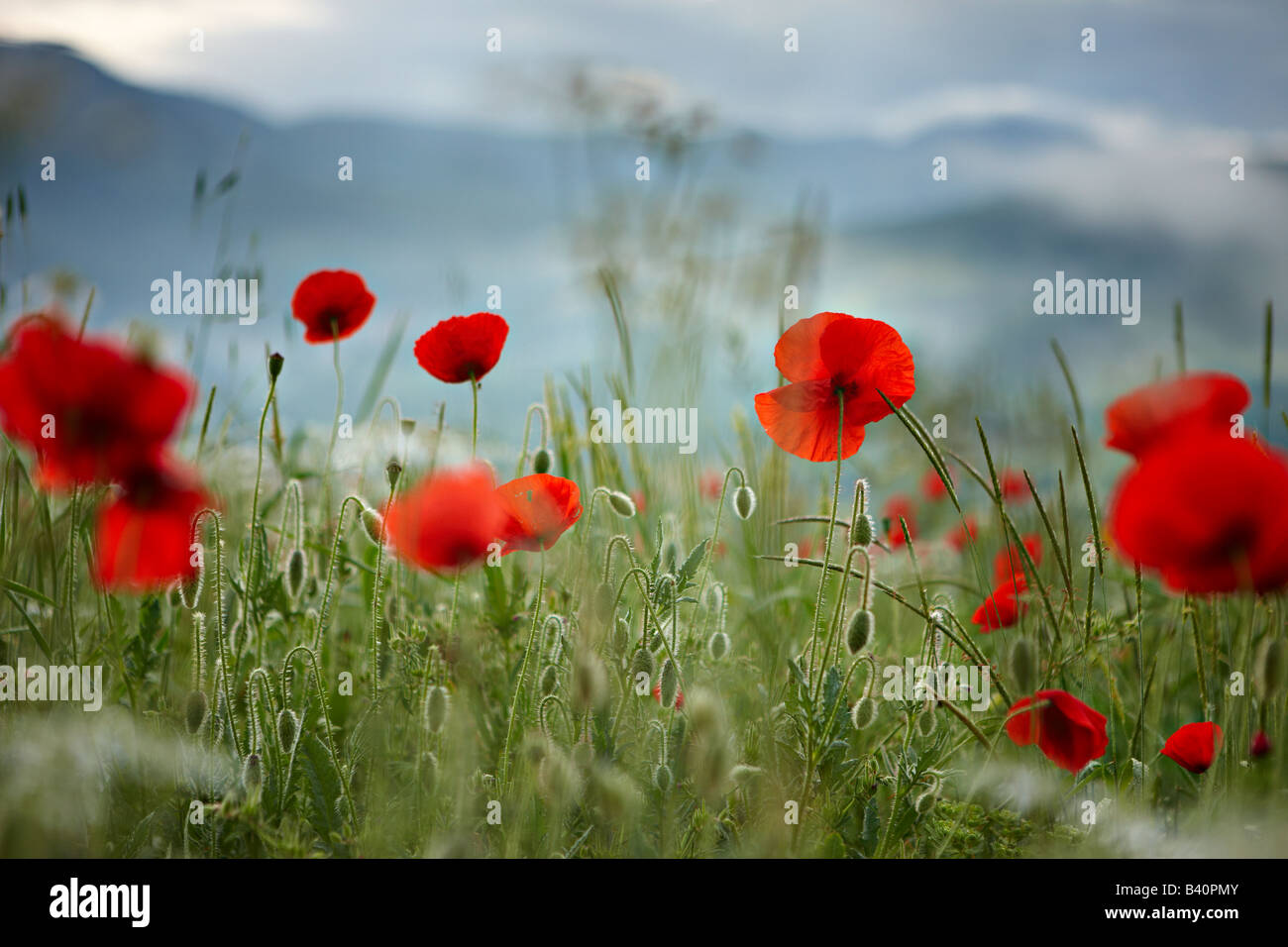 dawn in a poppy field in the Valnerina near Preci, Umbria, Italy Stock ...