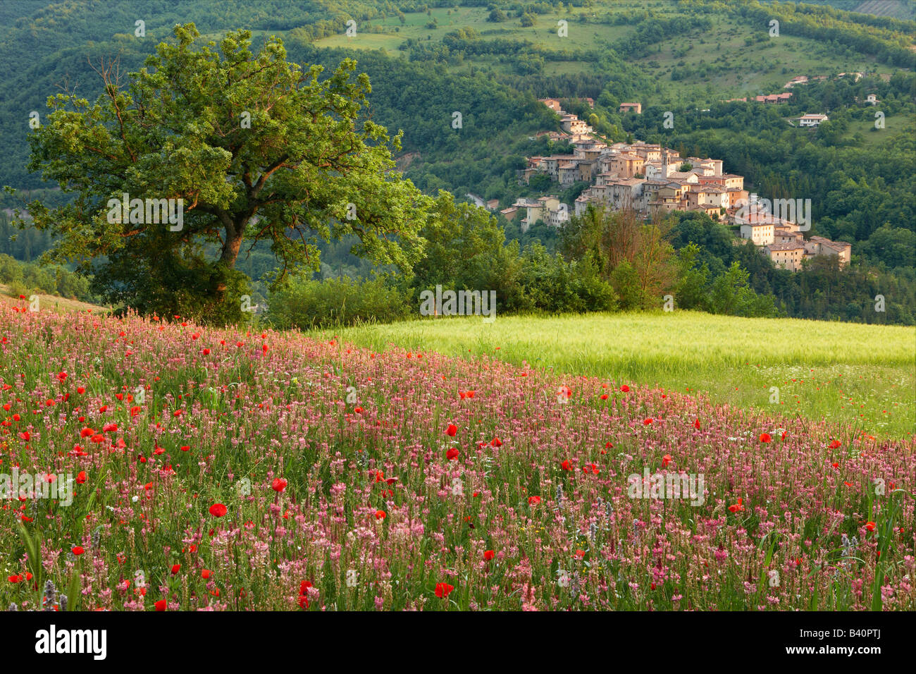 spring flowers growing in the Valnerina with the village of Preci ...