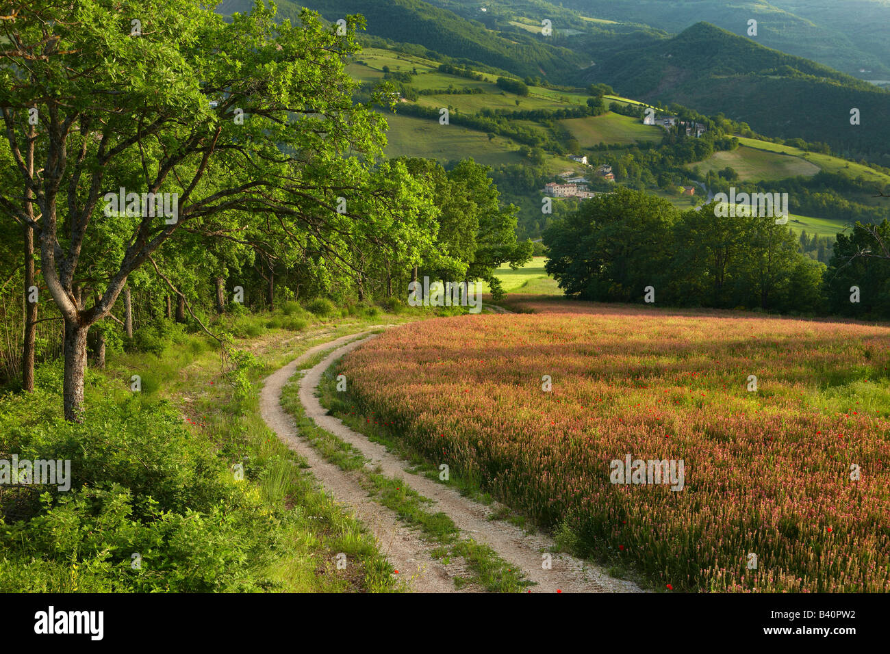 a farm track through fields of spring flowers in the Valnerina near ...