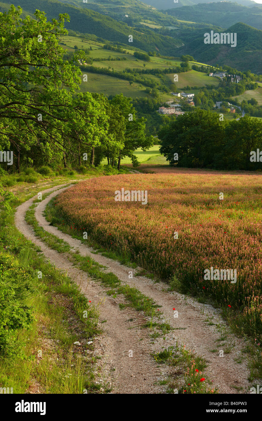 a farm track through fields of spring flowers in the Valnerina near ...