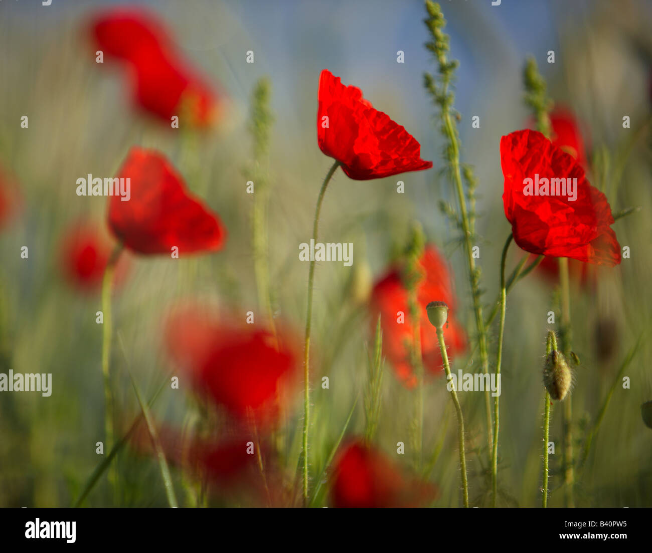 Wild poppies in countryside hi-res stock photography and images - Alamy