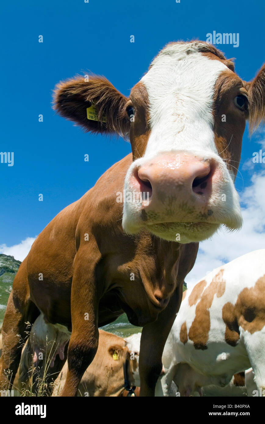 Wander cow hi-res stock photography and images - Alamy