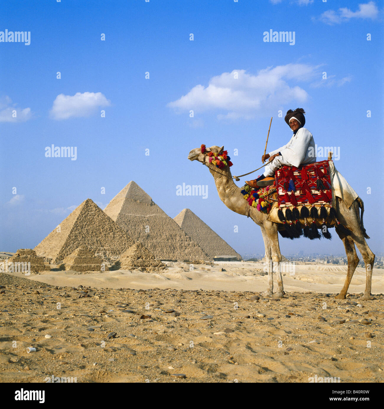 Camel and Guide in front of the Pyramids, Egypt, North Africa Stock ...